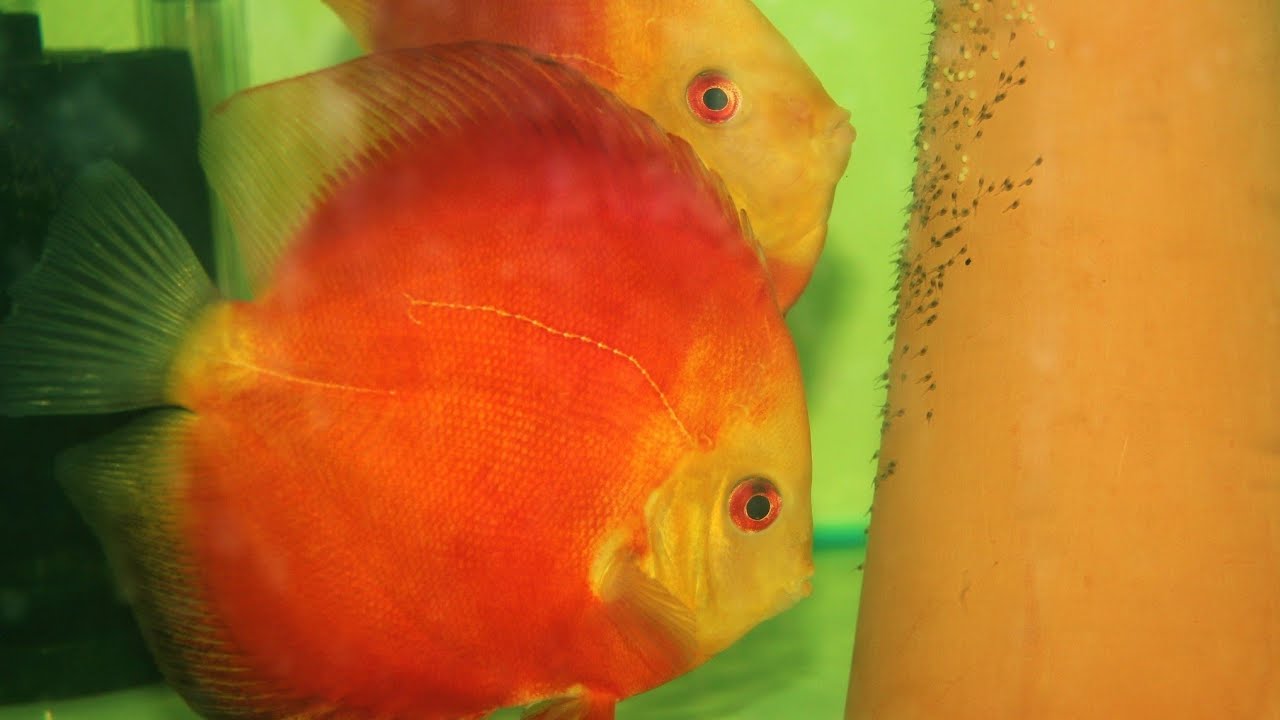 Super Red Melon Discus fish Breeding - YouTube