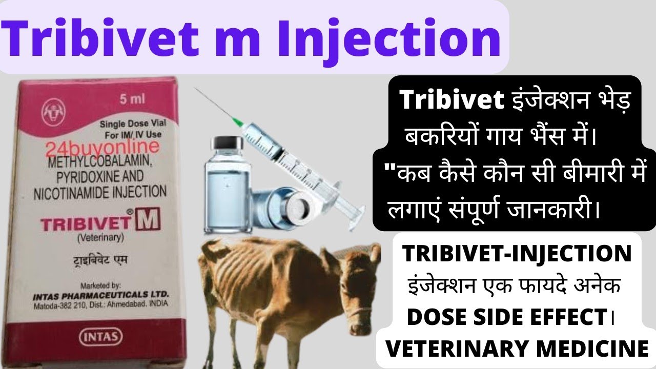 Injection Tribivet M || Tribivet m injection use in hindi || @Intas ...
