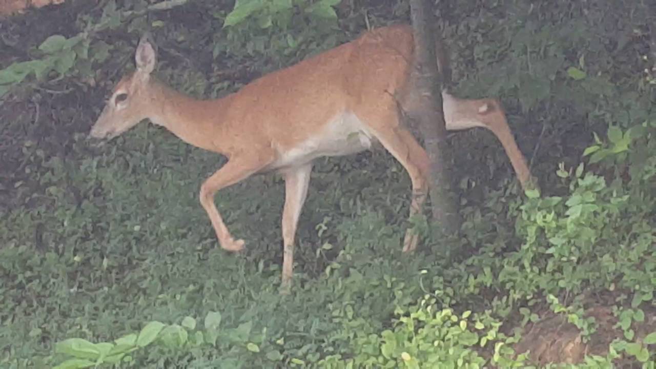 Friendly deer - YouTube