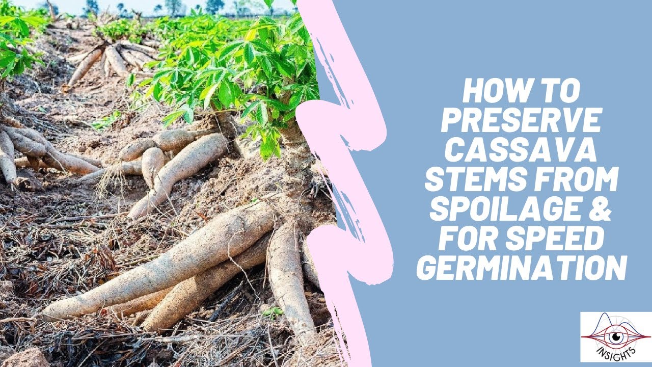 How to Preserve Cassava Stem from Spoilage | how to farm cassava in ...