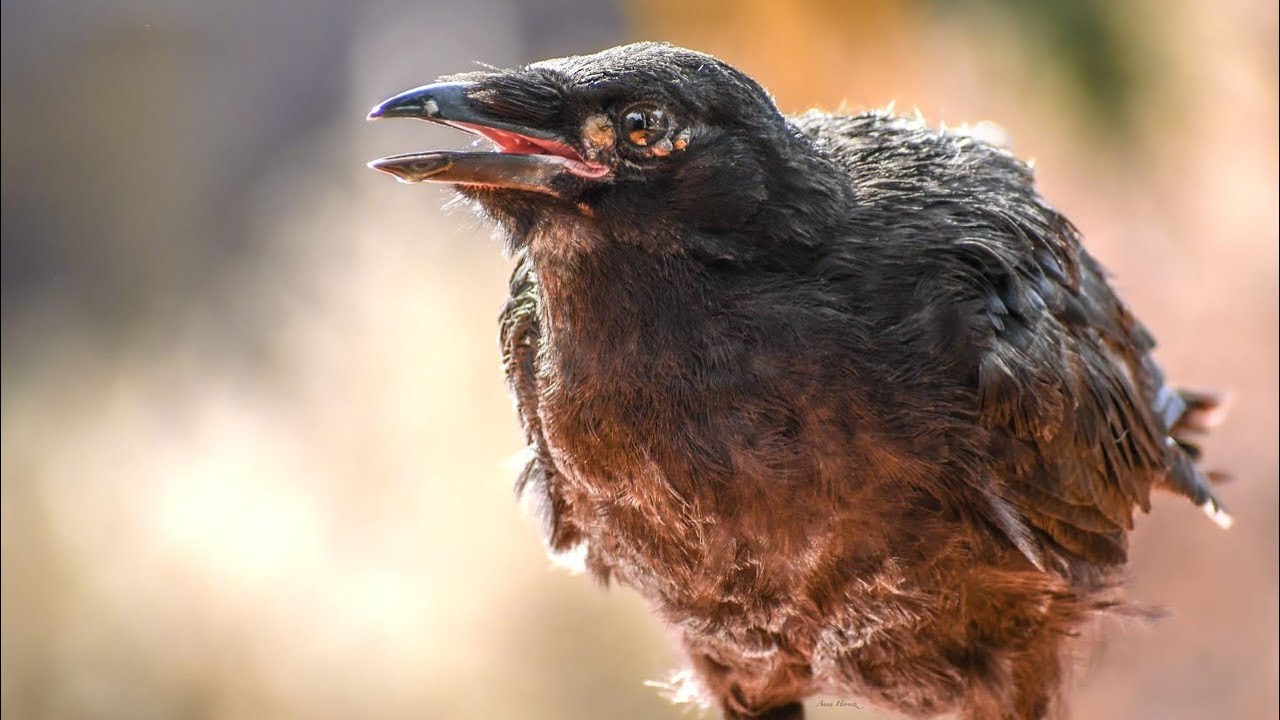 Bartt’s Last Crow Cam - YouTube