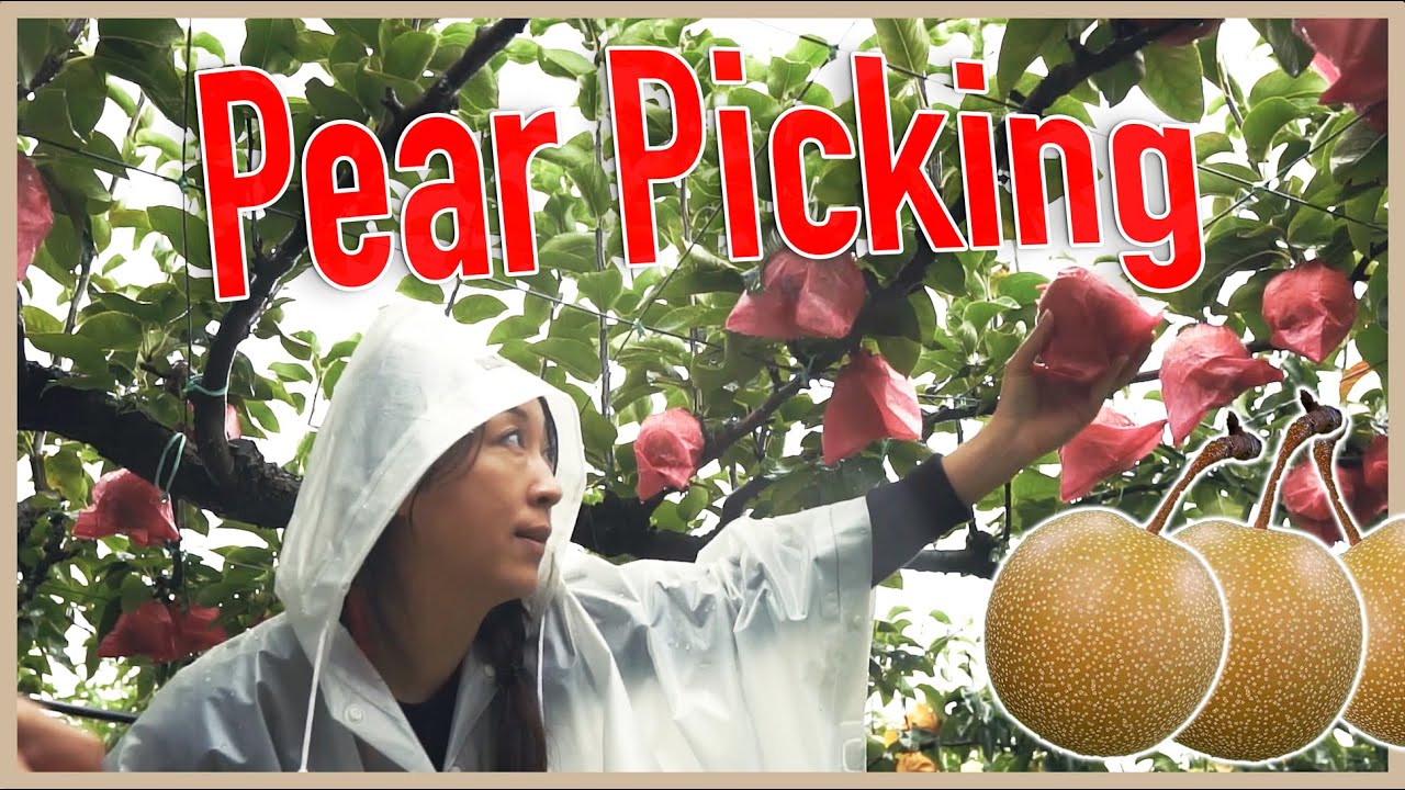 Hakusui-en Pear Orchard | Pear Picking in Oyodo Yoshino | Things To Do ...