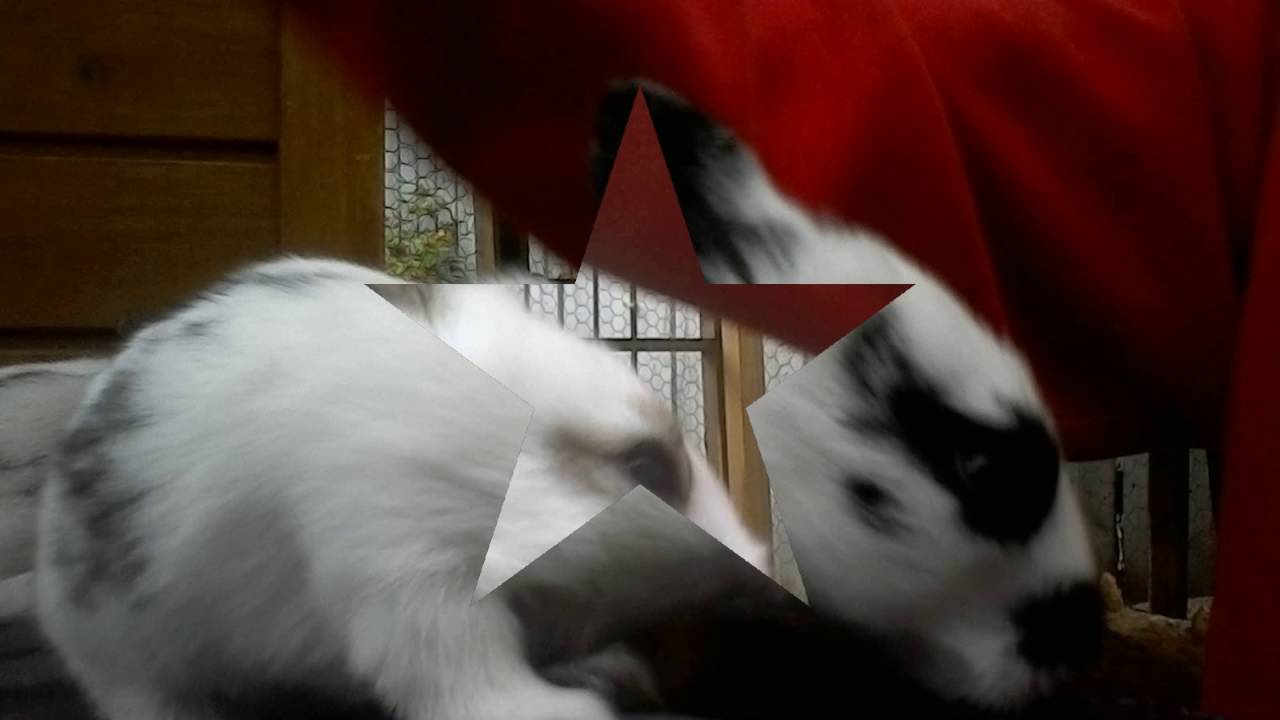 baby rabbits slideshow - YouTube