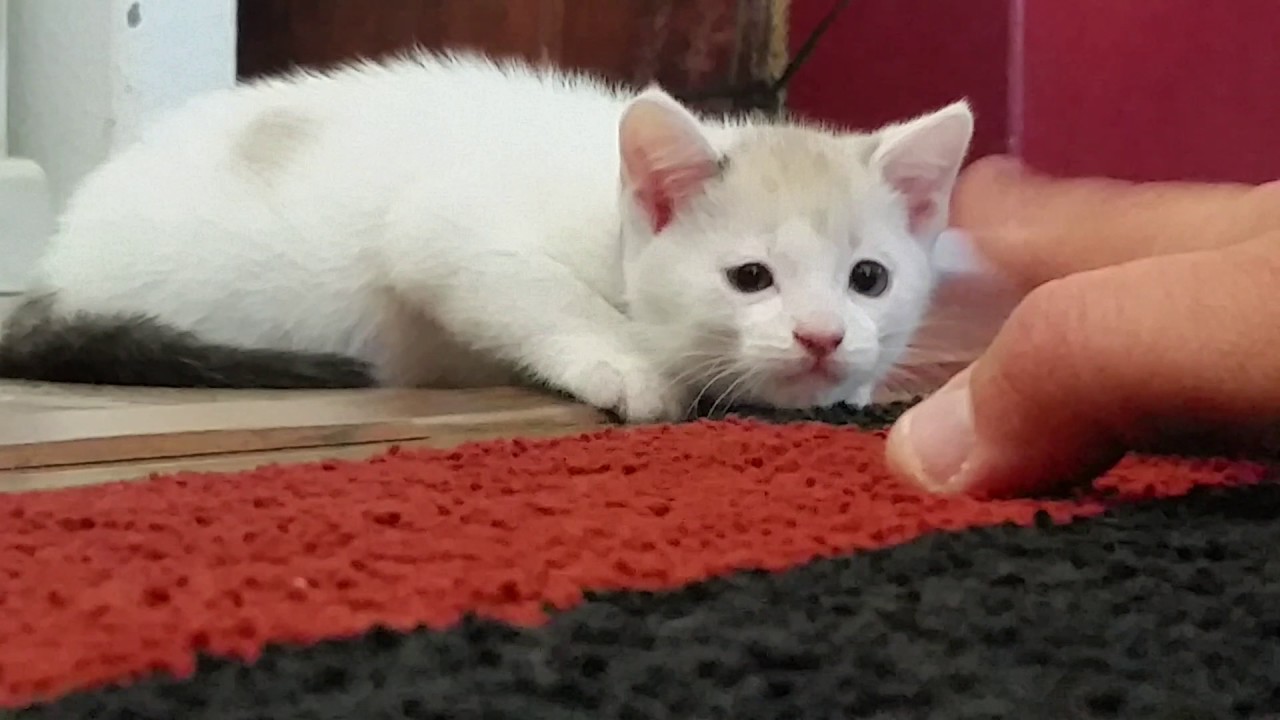 Killer kittens - YouTube