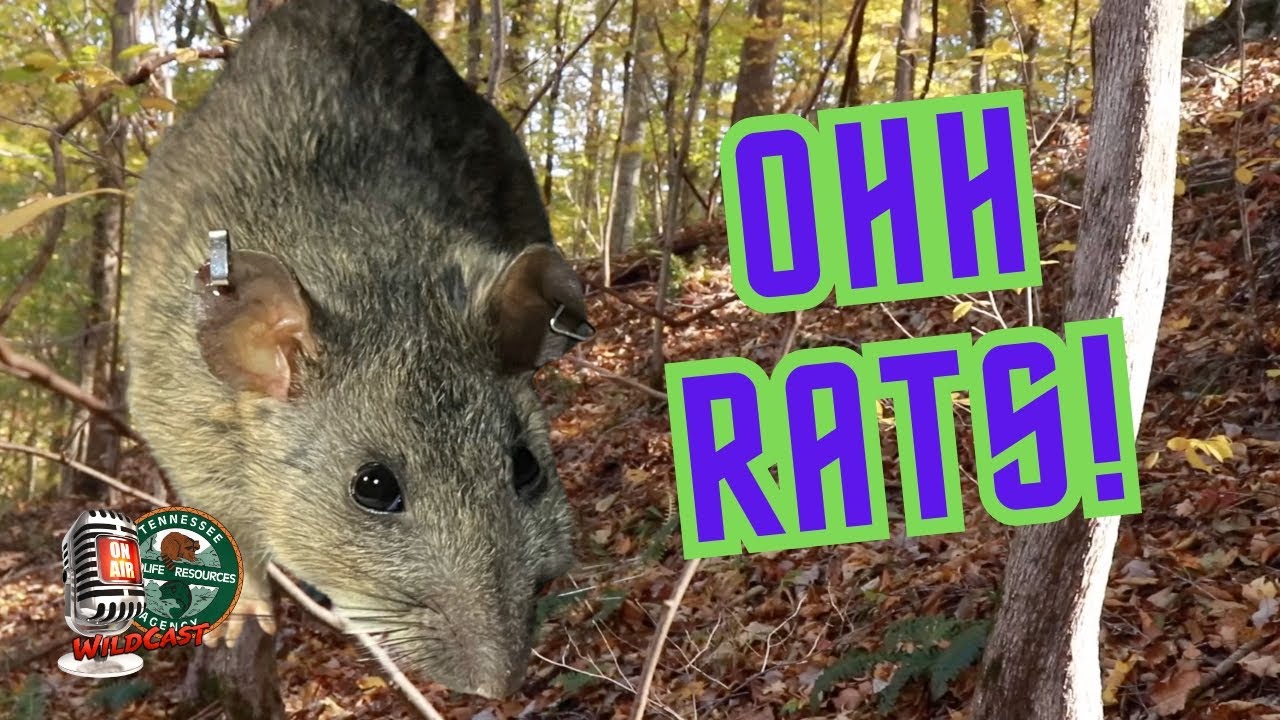 Ohh Rats! – TN WildCast 389 - YouTube