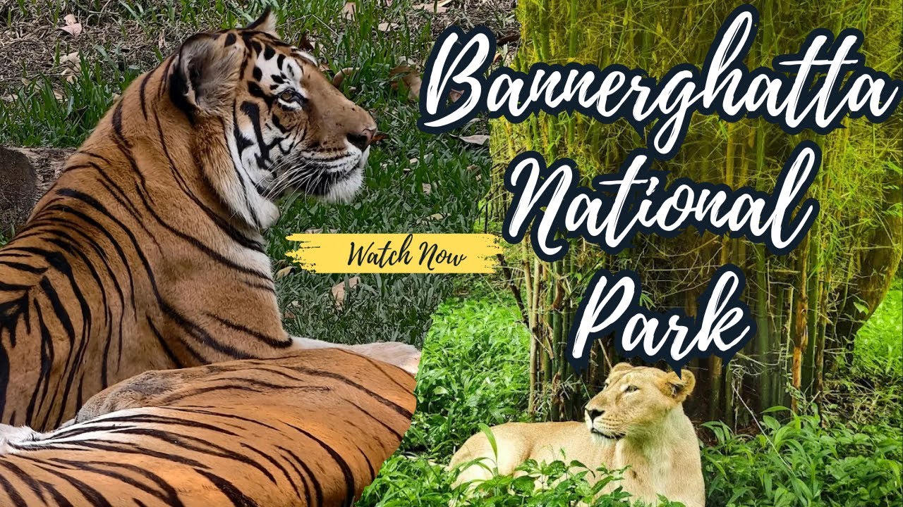 Exploring Bannerghatta National Park | Bangalore’s Hidden Wildlife ...