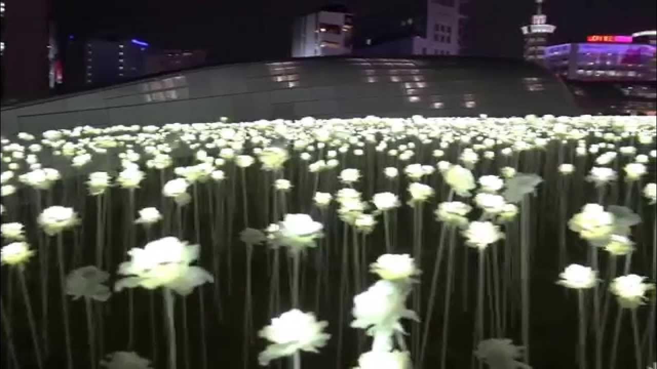 동대문디자인플라자 LED장미축제 '장미정원' DDP LED Rose Festival_Korean Festival - YouTube