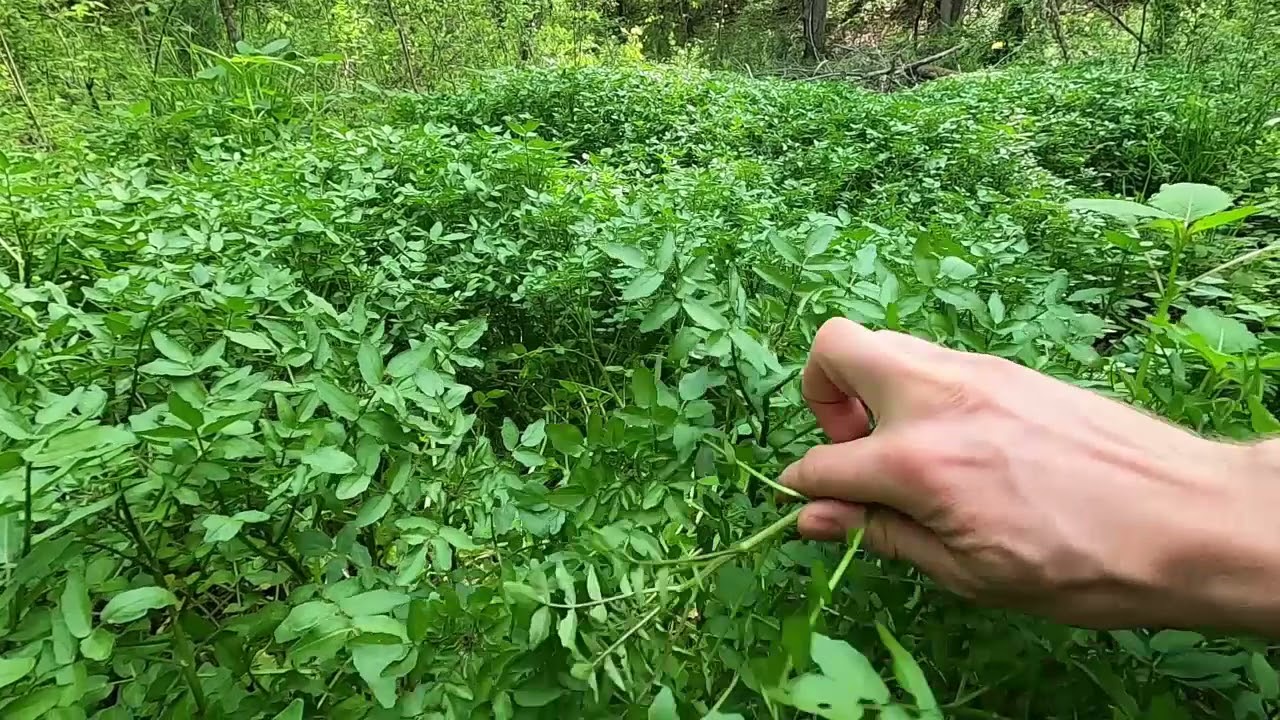 Foraging for Wild Edibles - Watercress - YouTube