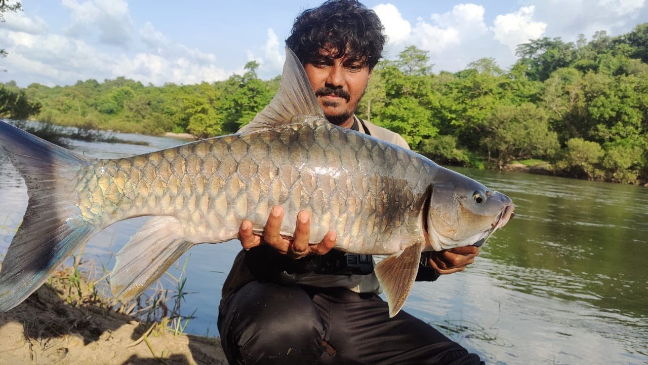 Catching Beautiful looking species from Western Ghats of India || 'Tor ...
