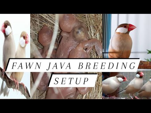 FAWN JAVA BREEDING SETUP #siddiquibirdsfarm #ringinstallation #fawnjava - YouTube