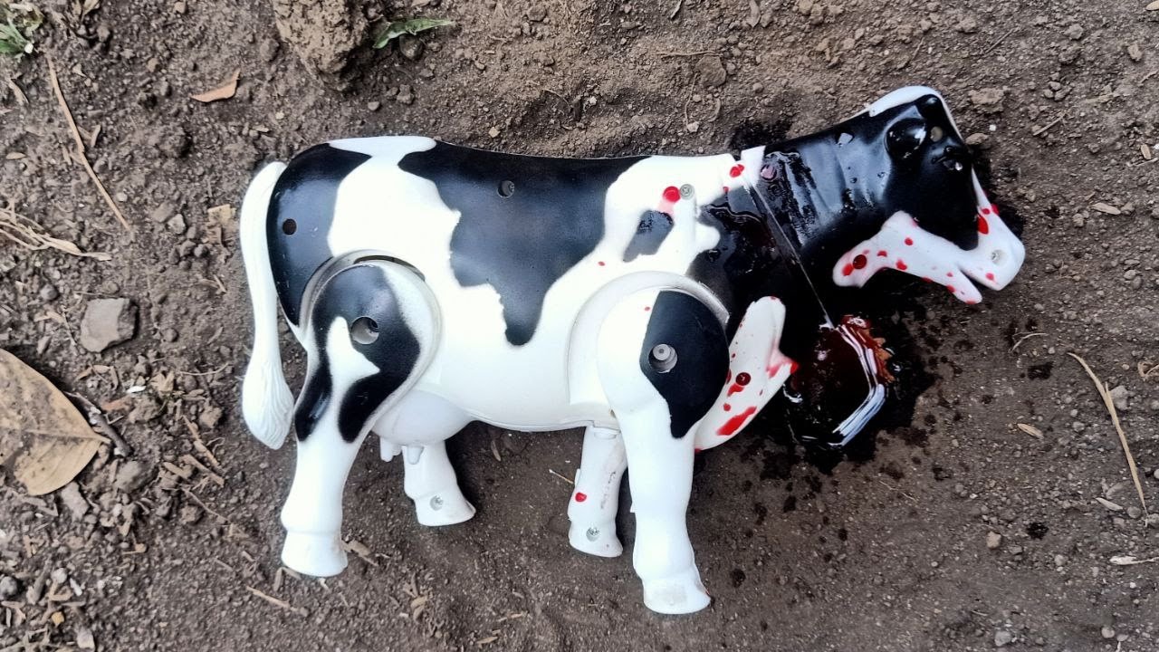 WADIDAU PROSES POTONG SAPI ! PEMOTONGAN SAPI TERBESAR DI DUNIA - YouTube