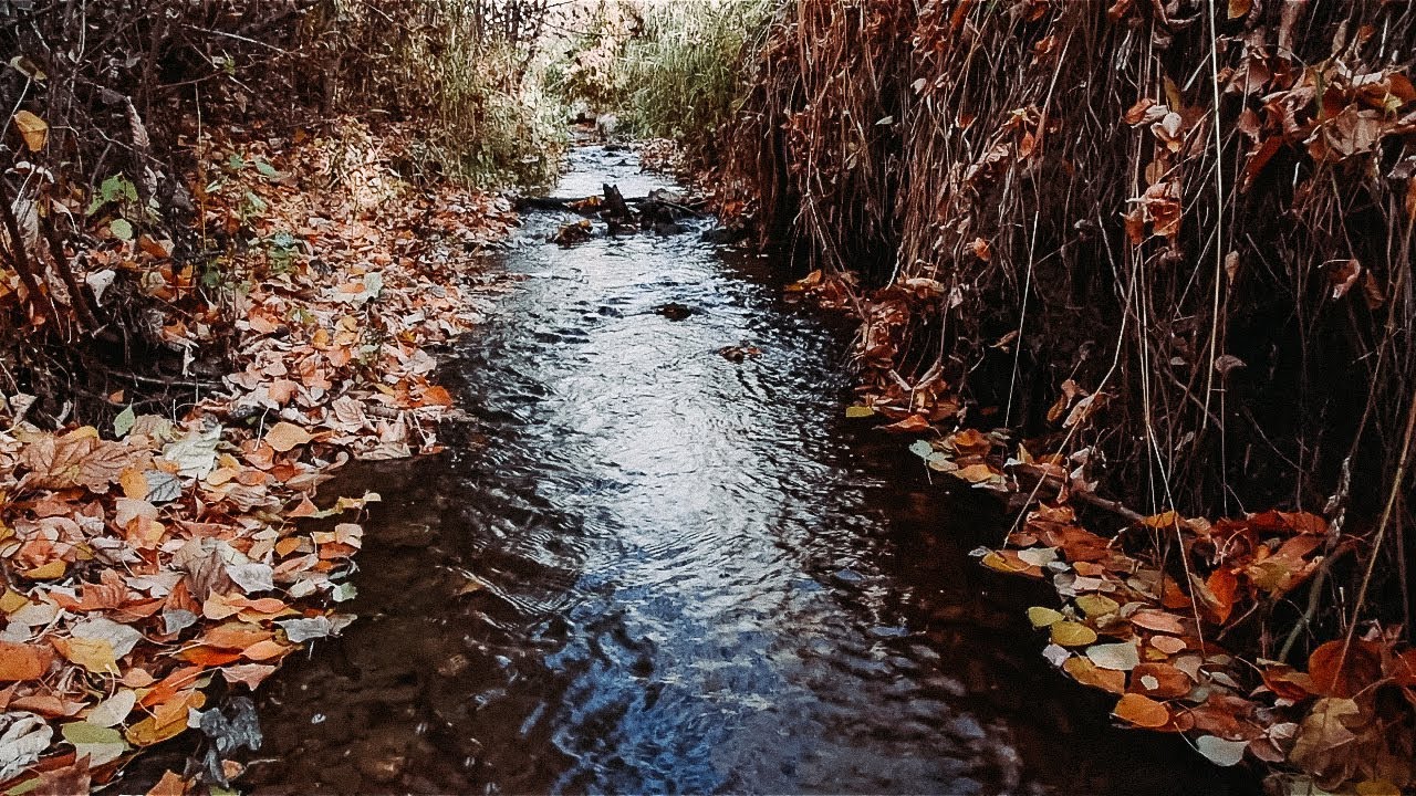 Autumn BABBLING BROOK - YouTube
