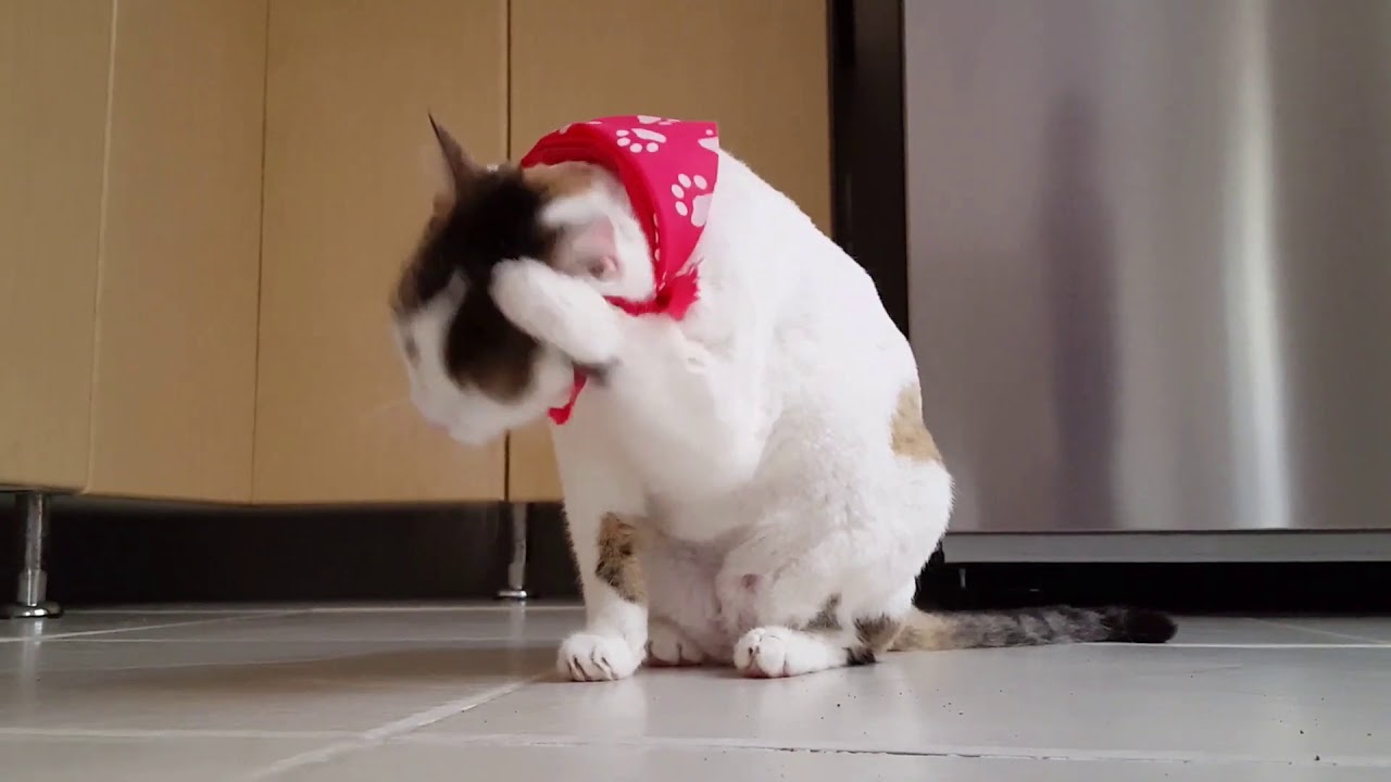 Beautiful, adorable and funny cat - YouTube