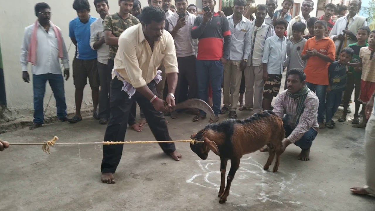 #goat #cuttinggoat🐐Cutting the head goat 🐏 - YouTube