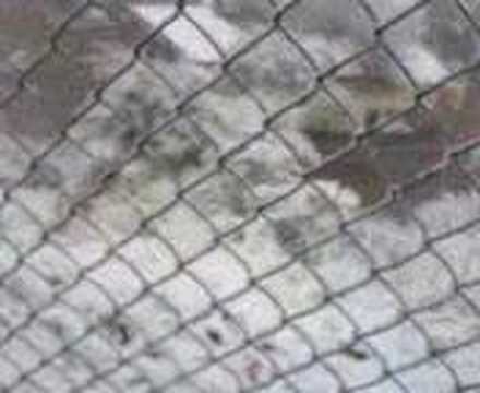 nieve en arrow nogales 2006