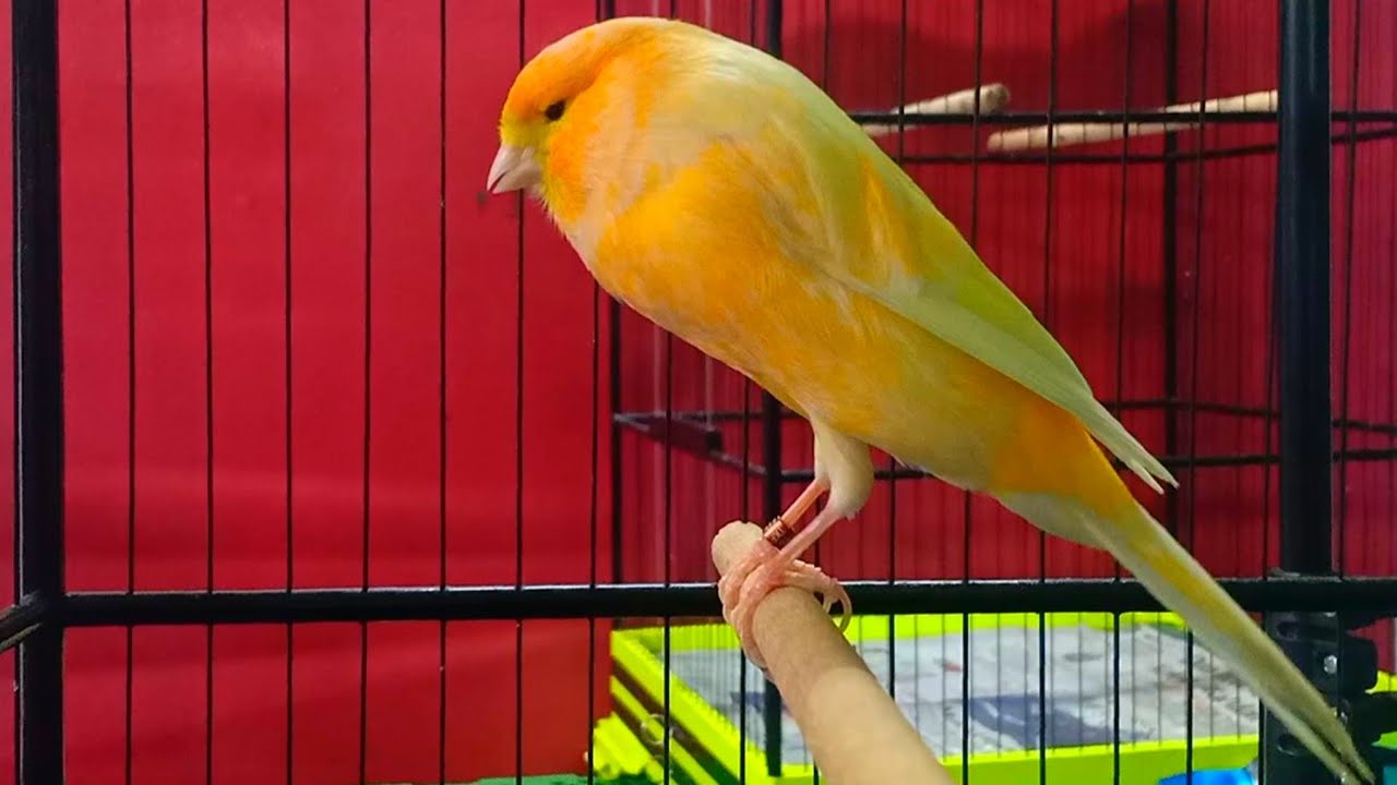 HANYA DISINI ! KENARI MEWAH HARGA KAKI LIMA - YouTube