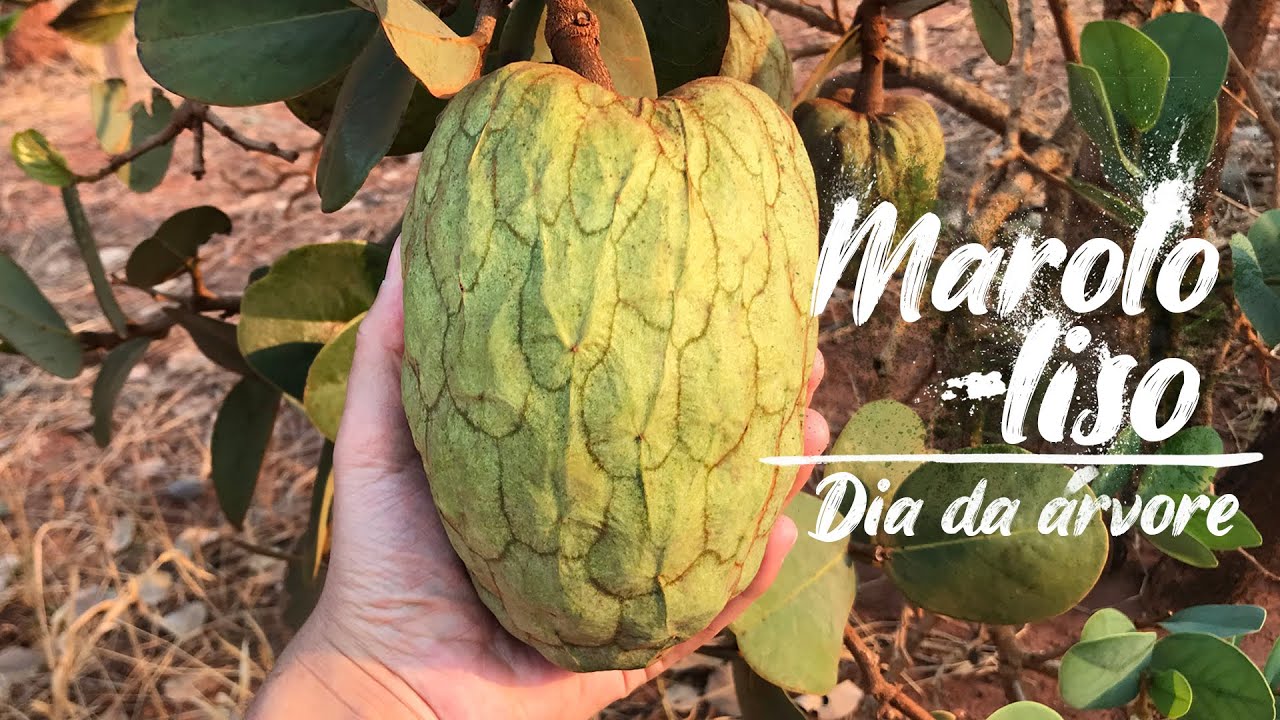 Araticum no Dia da Árvore | Marolo liso - YouTube