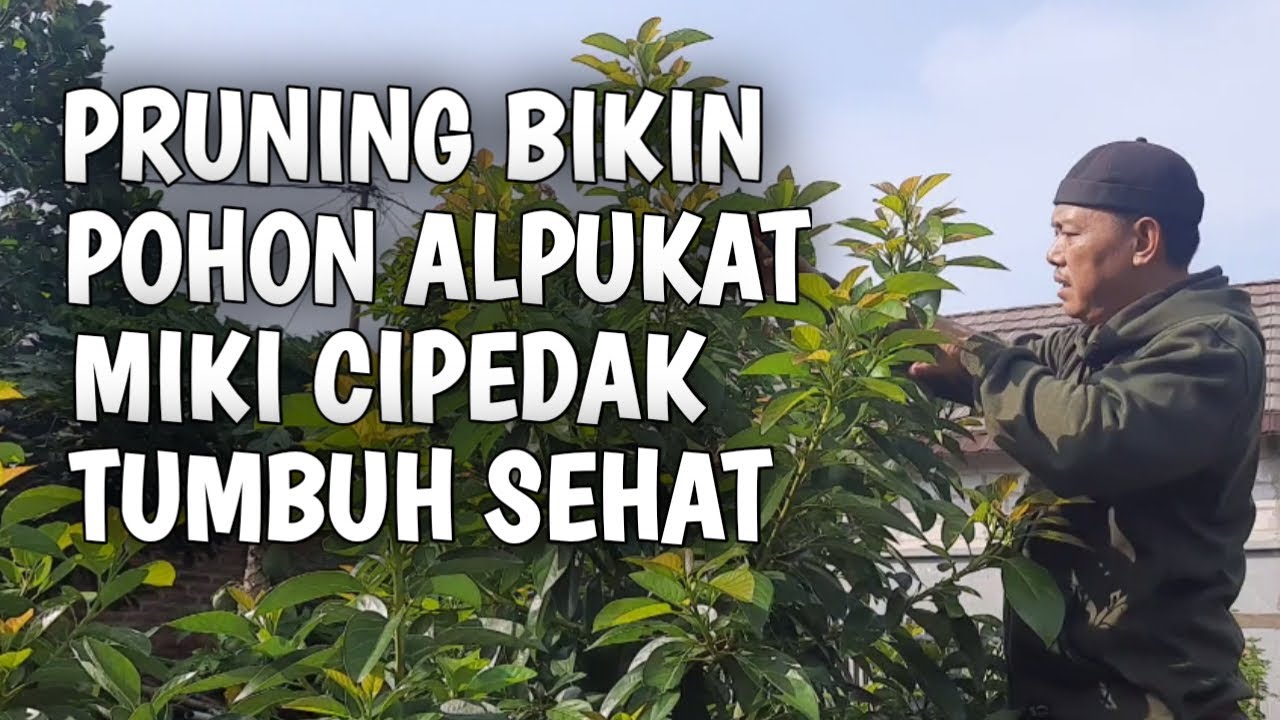 PRUNING BIKIN POHON ALPUKAT MIKI CIPEDAK TUMBUH SEHAT !! Eps. 43 - YouTube