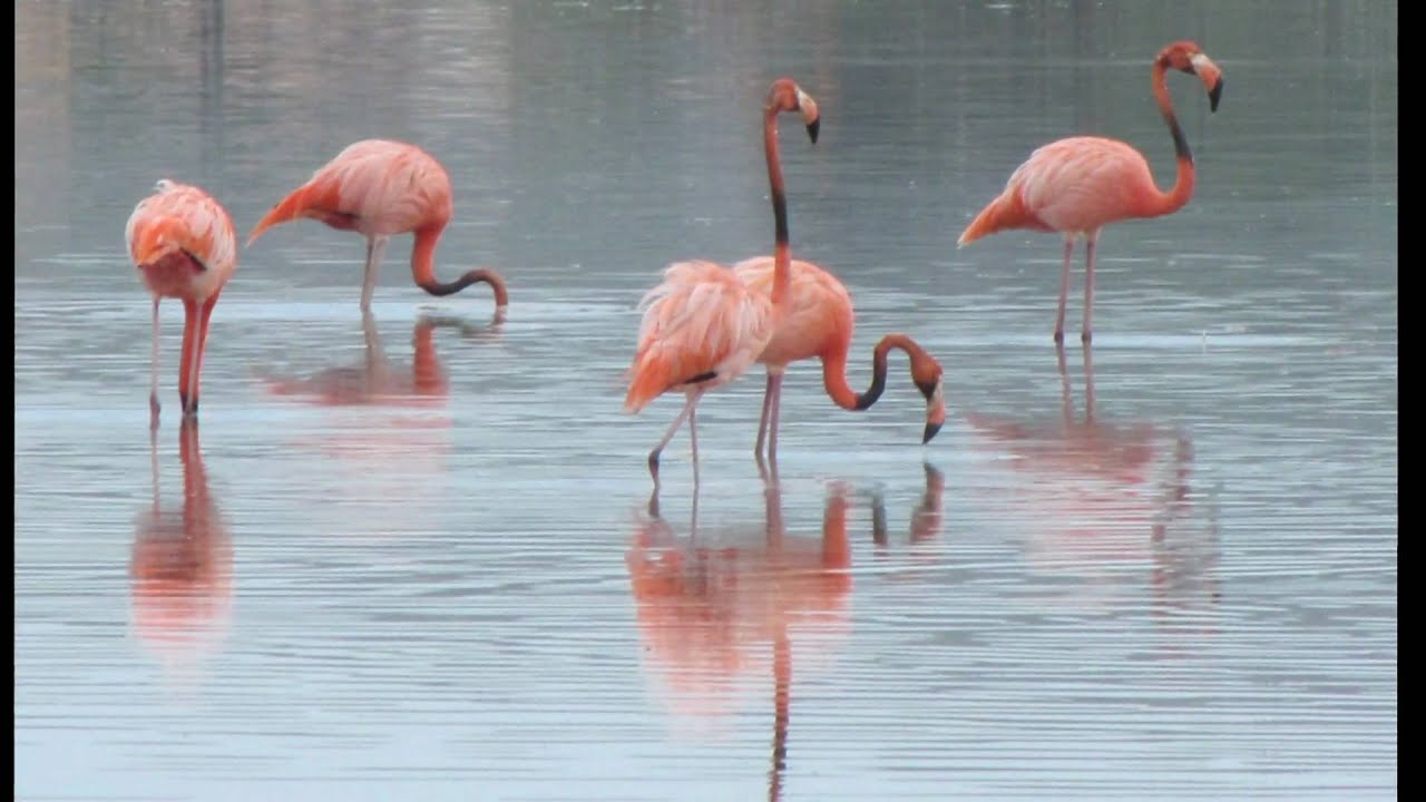 bonaire-oil-spill-youtube