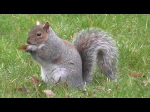 crow eats acorns, sqwerl eats sycamores - YouTube