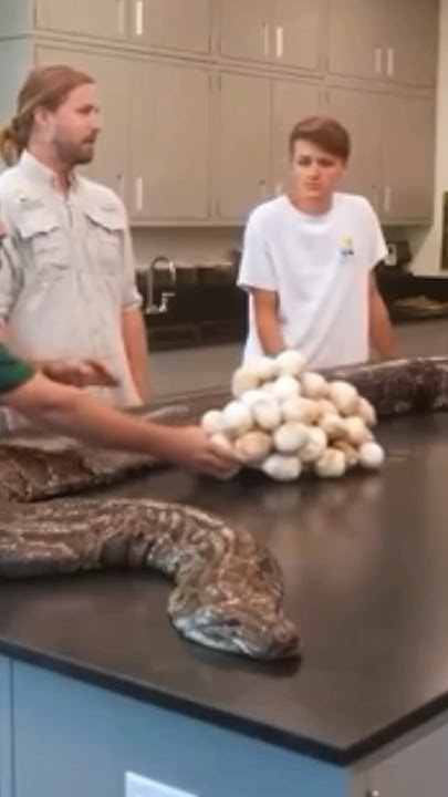 Python Hunters: From Office Jobs to Swampland Snake Wrestlers # ...