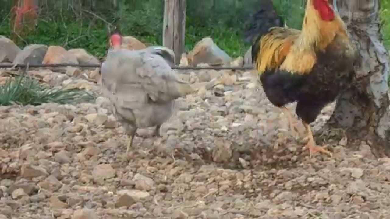 Our home farm, Amazing close up mating chickens - Ζευγάρωμα κόκκορα ...