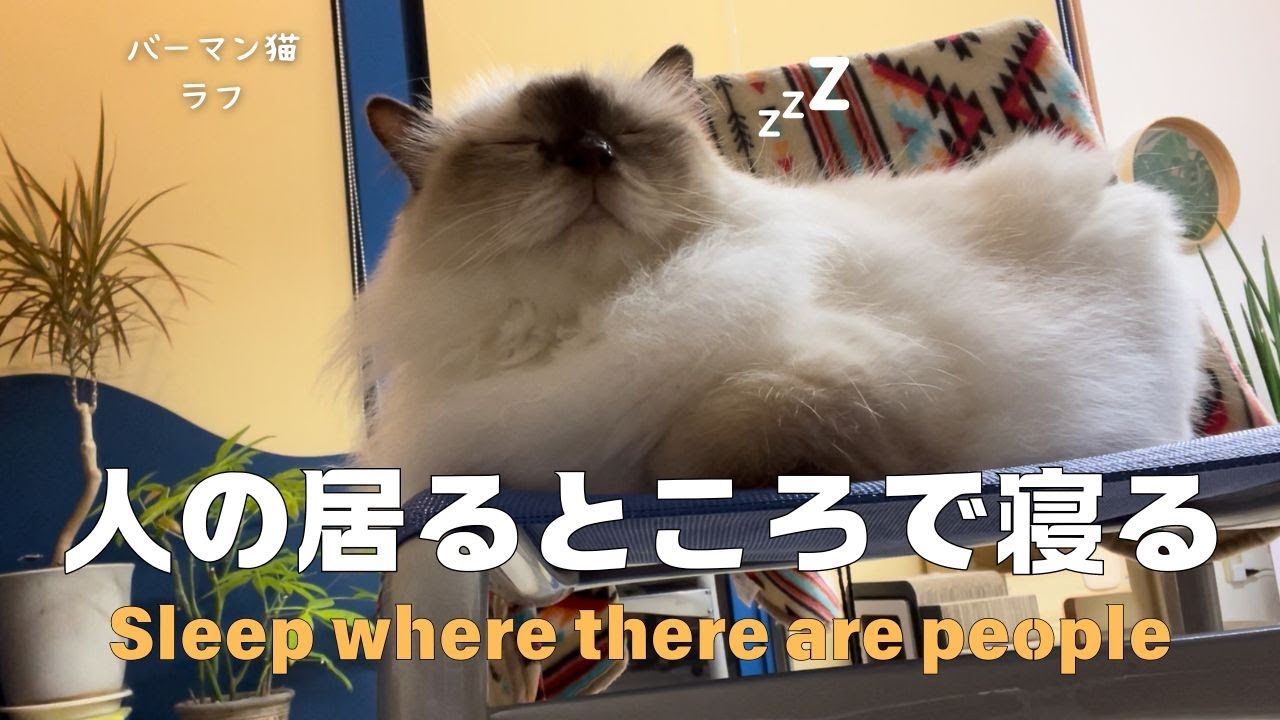 バーマン猫ラフ【人の居るところで寝る】Sleep where there are people（バーマン猫）Birman/Cat - YouTube