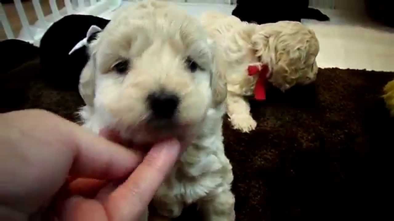 Micro Mini Goldendoodle babies. . .4 weeks old - YouTube