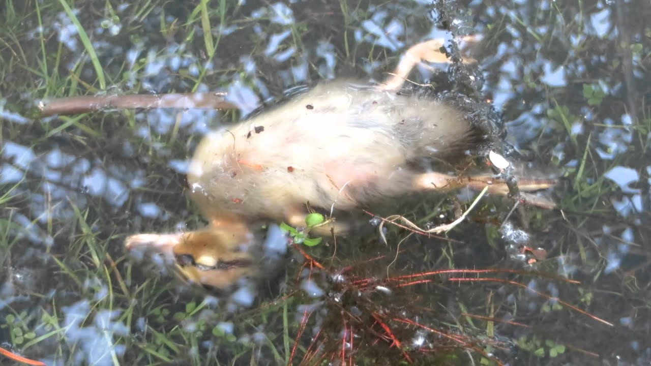 Dead baby duckling floating in the water iFia sings for him to come ...