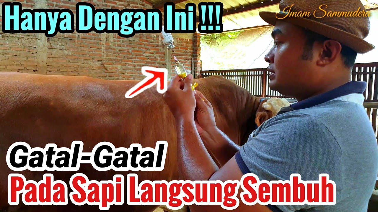 Pengobatan Sapi Gatal-Gatal (SCABIES) - YouTube