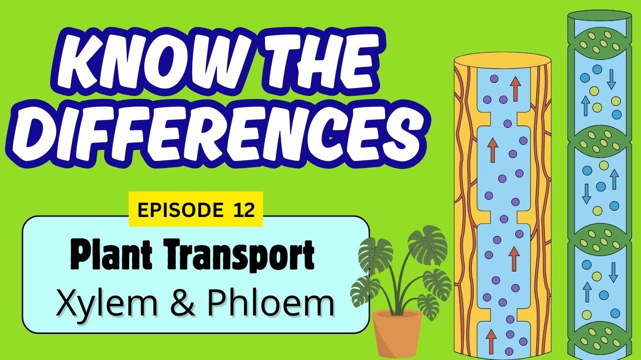 Plant Transport | Xylem and Phloem - YouTube