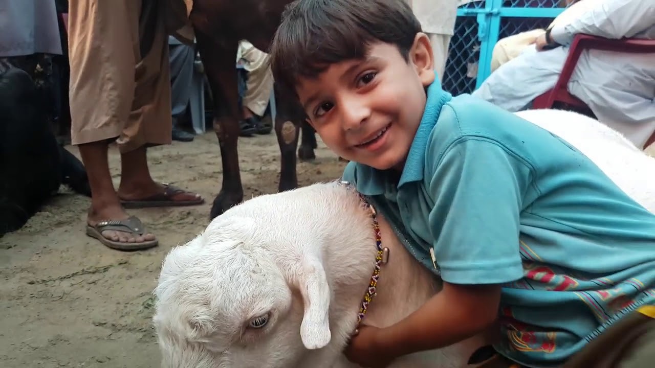World record 300 kg goat wins Faisalabad Goat Show 2018 - YouTube