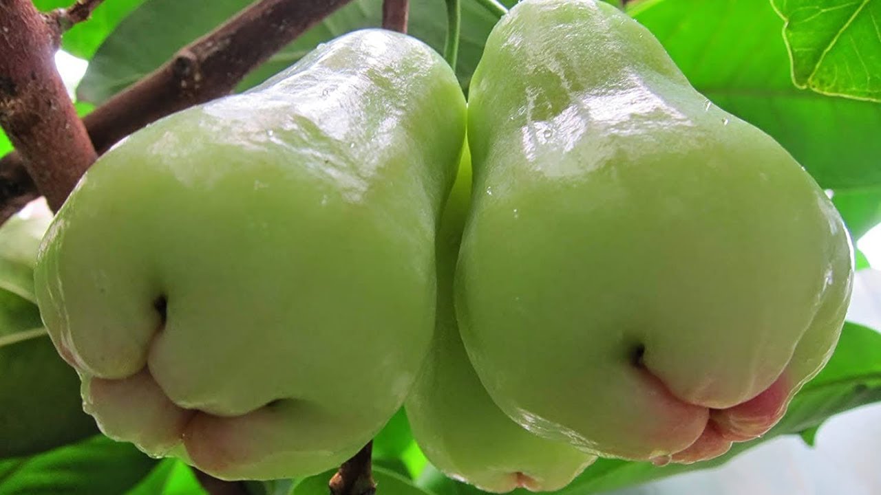 Syzygium samarangense, Java apple, Wax jambu, a heavy bearer Fruit tree ...