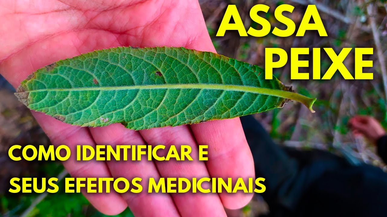 ASSA PEIXE - COMO IDENTIFICAR E SEUS EFEITOS - YouTube