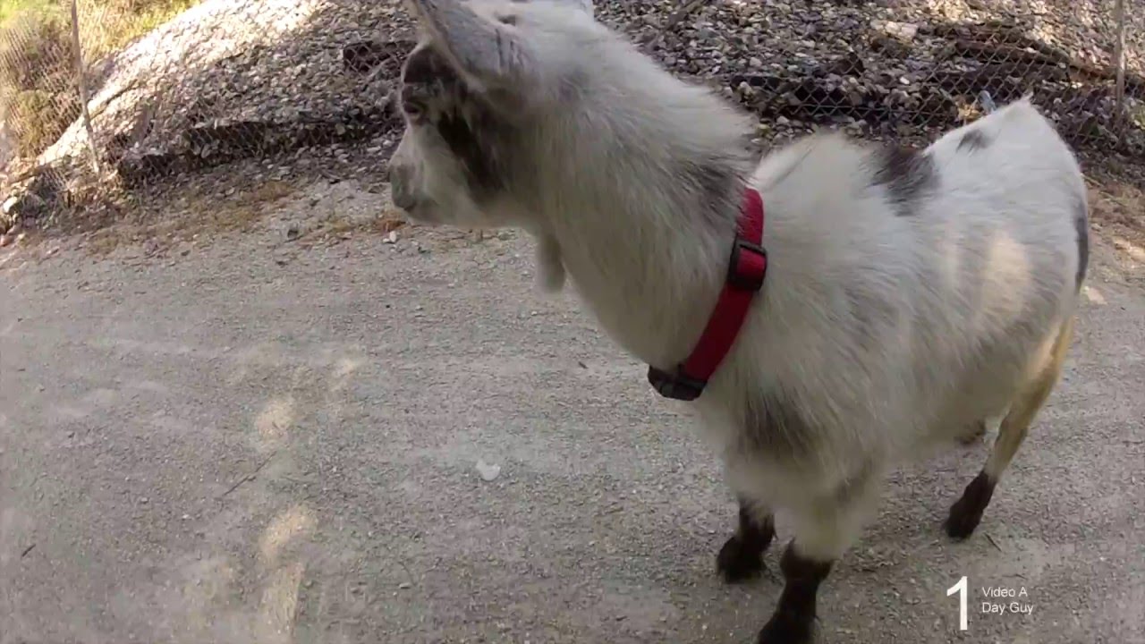 Funny, Cute Goat playing and dancing. - YouTube