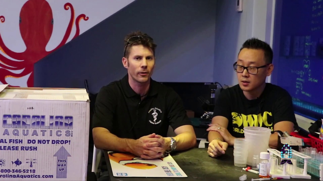 Reef Medicine Series : Acclimation. - YouTube