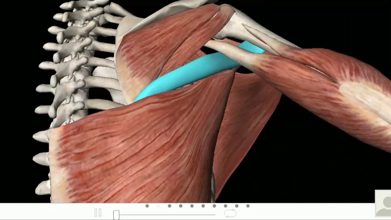 Pectoral Region(Part 1) - YouTube