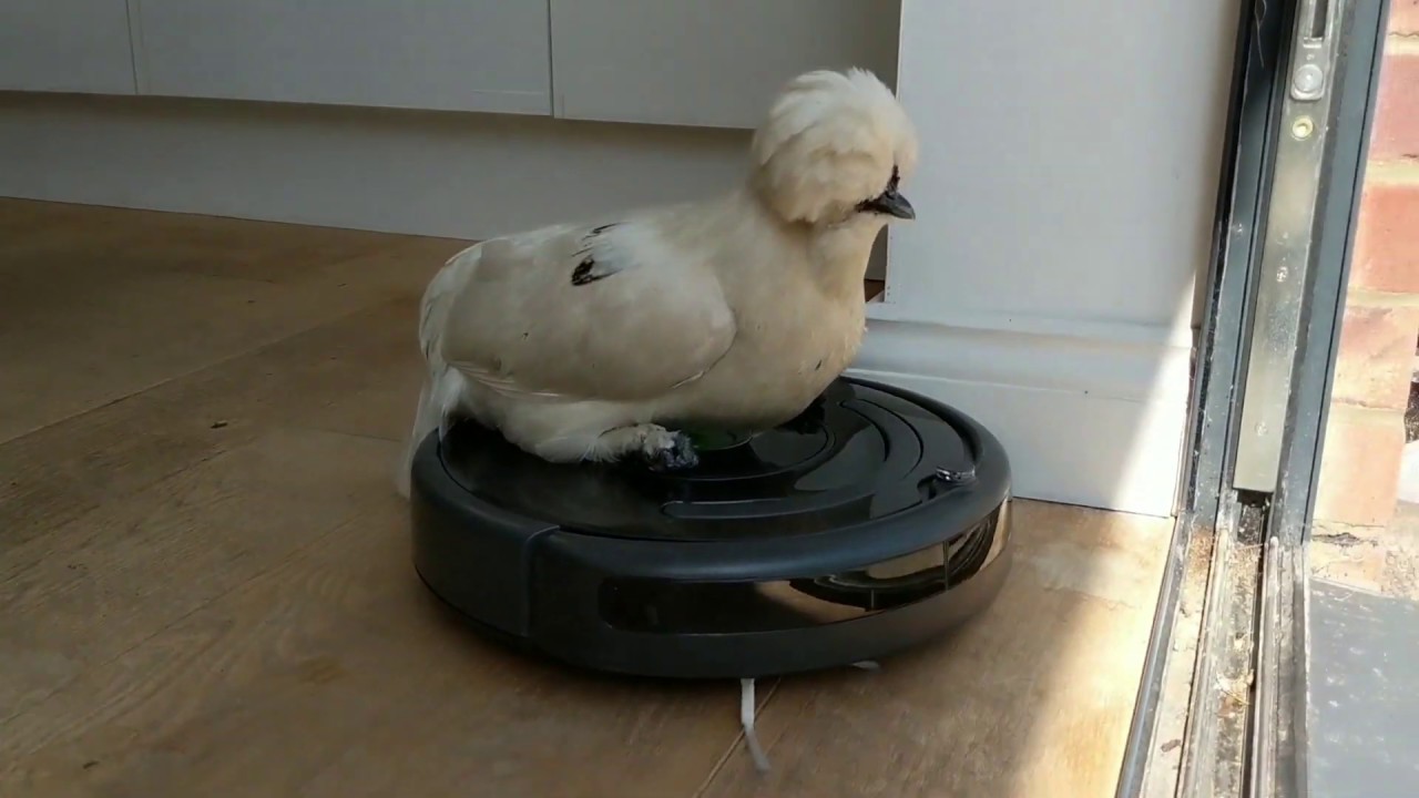 Chicken Roomba Ballet - YouTube