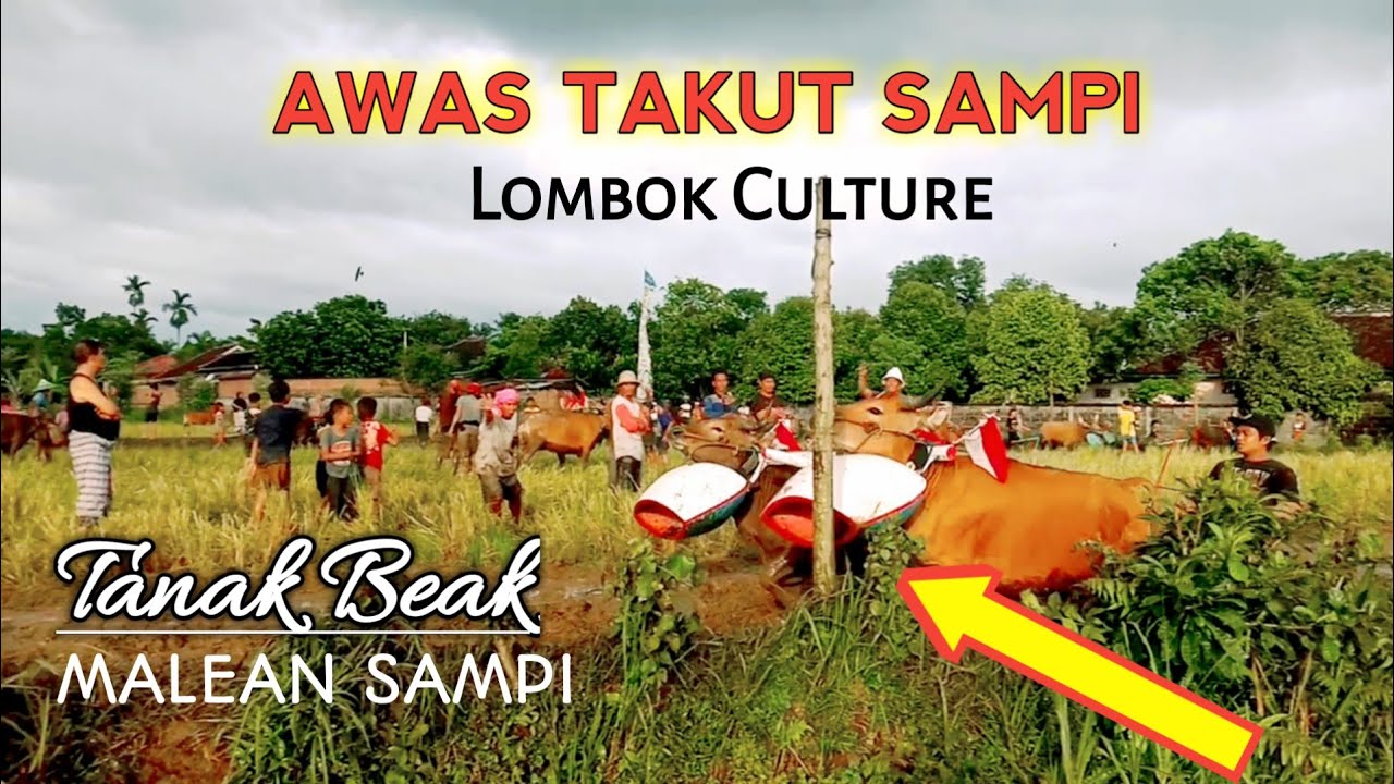 MALEAN SAMPI LIVE TANAK BEAK | KARAPAN SAPI TRADISI LOMBOK - YouTube