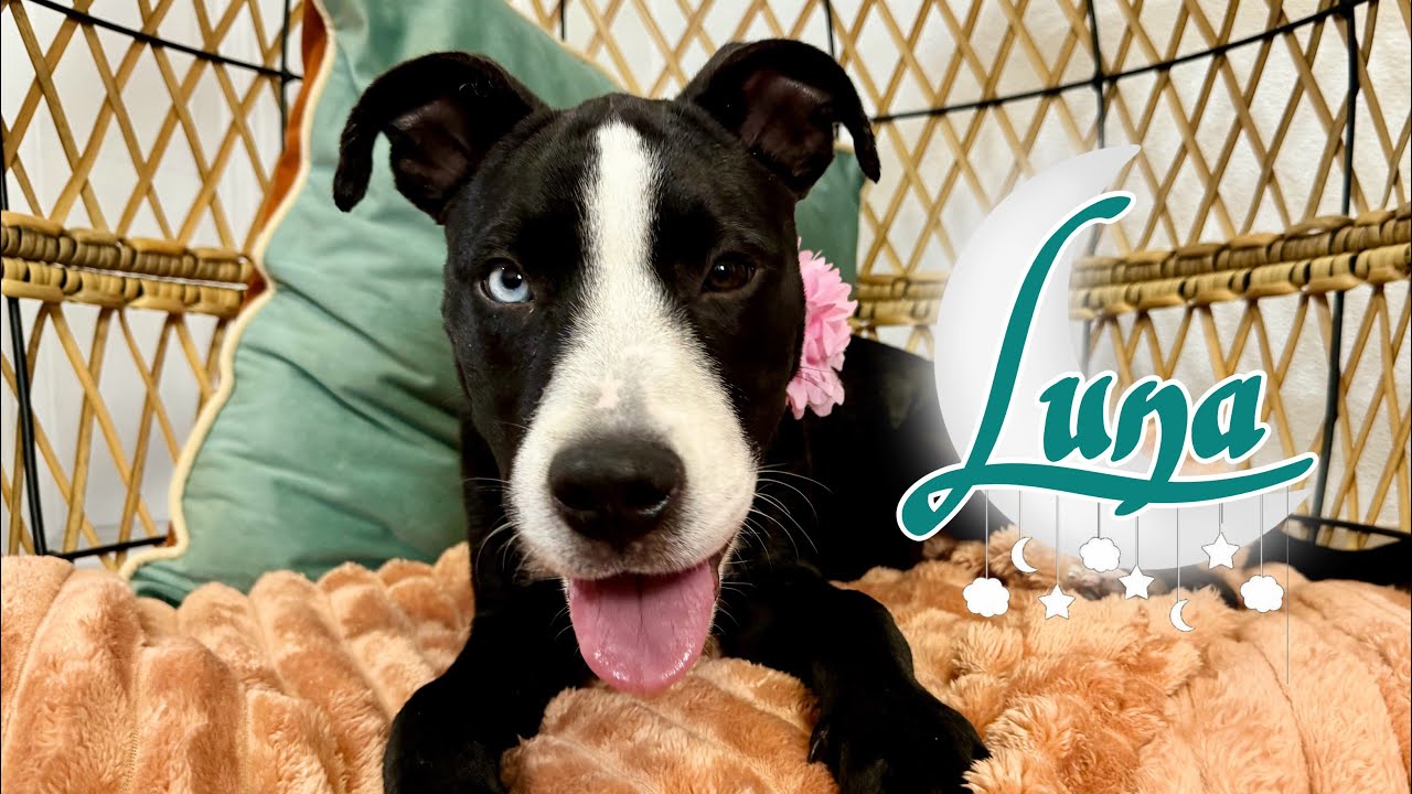 Charming Luna is full of life, love, and licks! 🩷👅🌙🐾 - YouTube