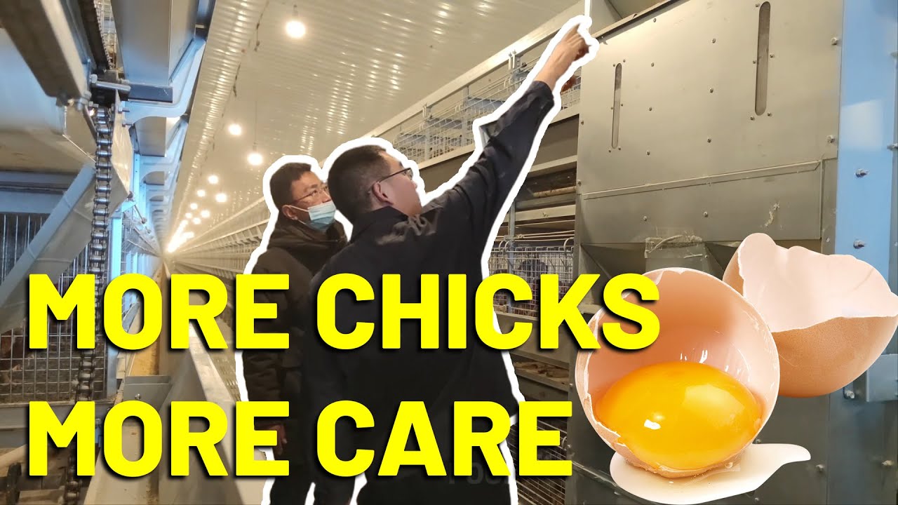 Super high Tech Pro Layer cage system, one house rear 100,000 birds with fully automatic system ...