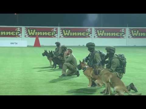 Best Military/Police Dogs in the World - YouTube