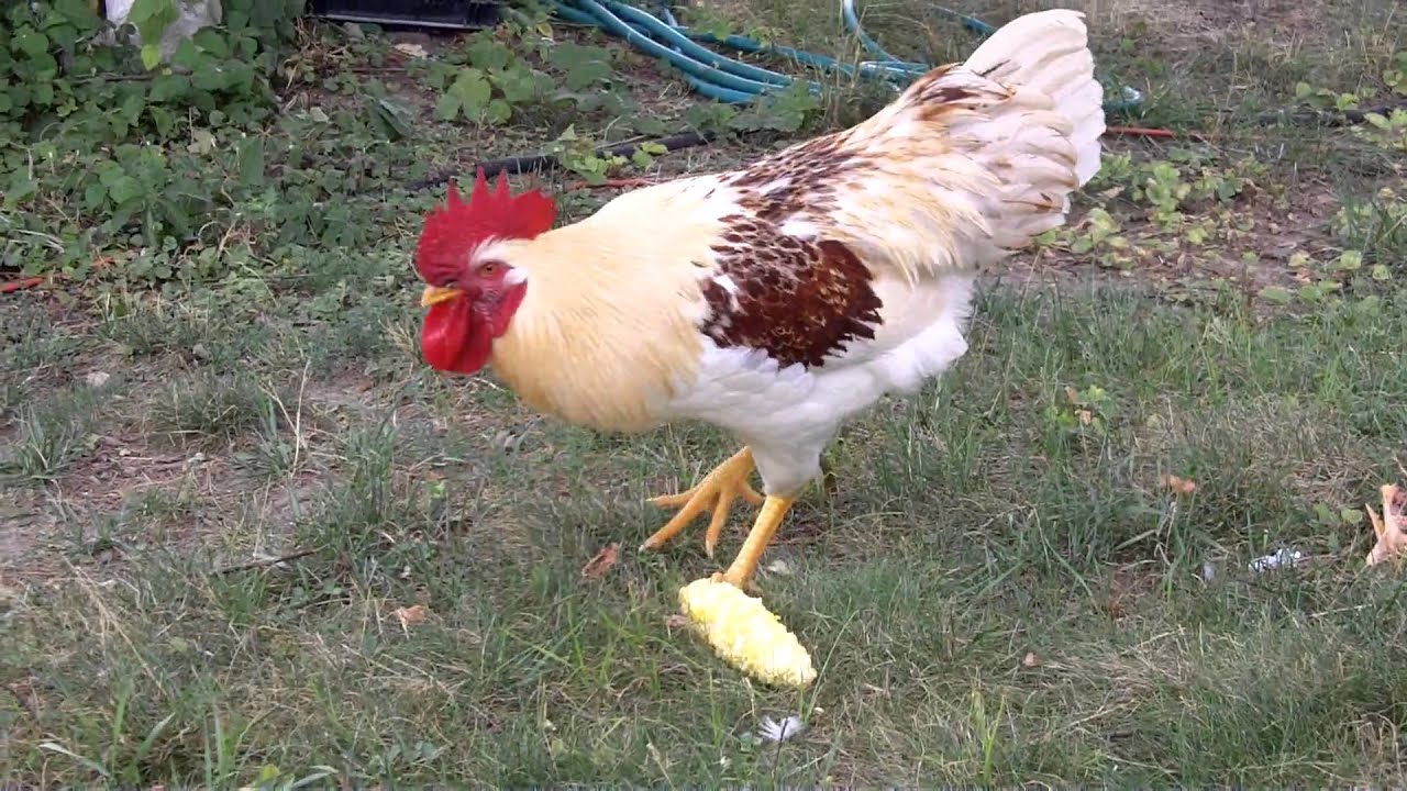 Rooster Crowing II - YouTube