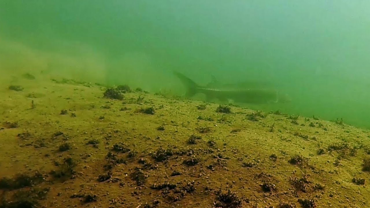 Zondagochtendduikje Geffense plas, Geffen, 30 april 2023 - YouTube