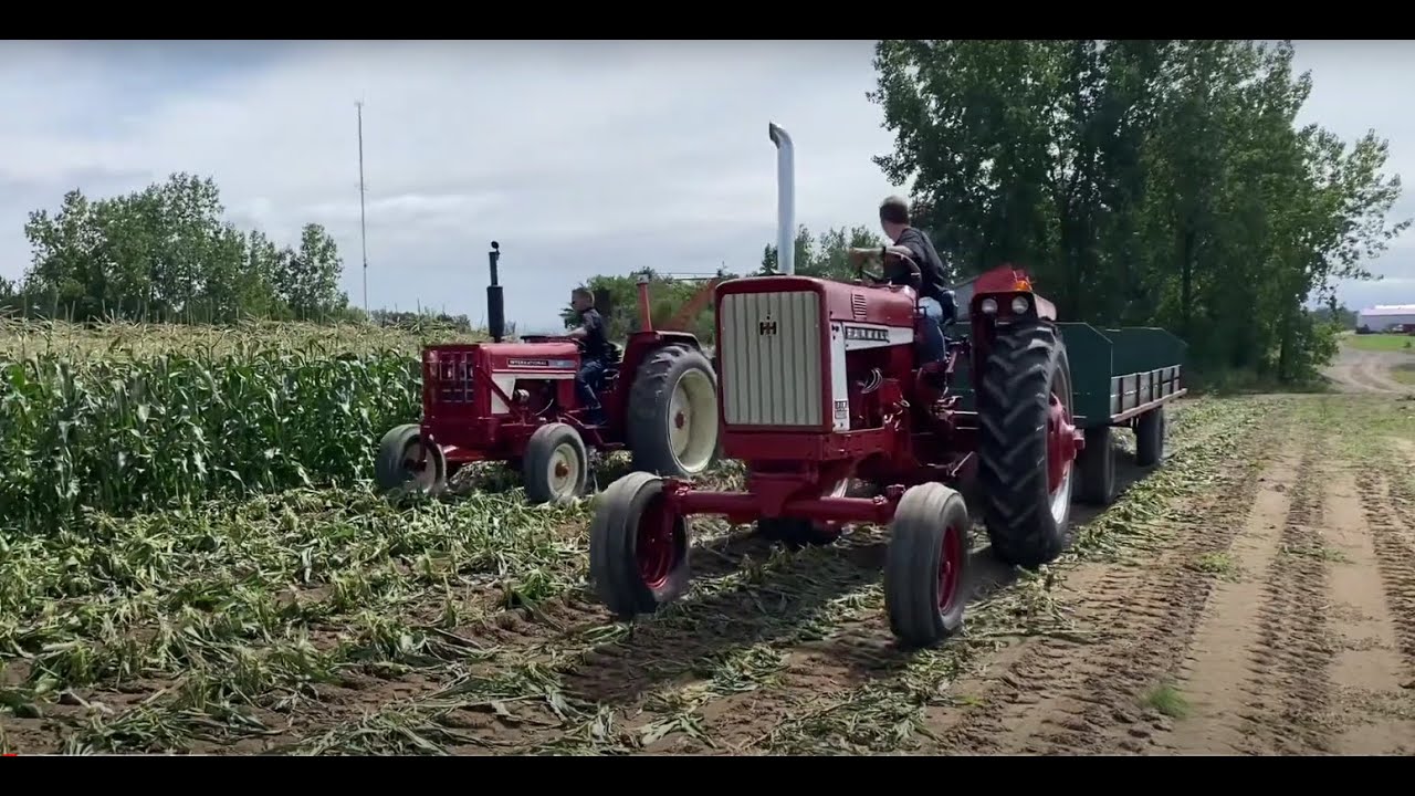 Byron sweet corn harvester for fresh market - YouTube
