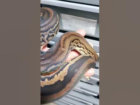 Super Blackhead Leopard Clown Ball Python!! #pets #animal #ballpython # ...