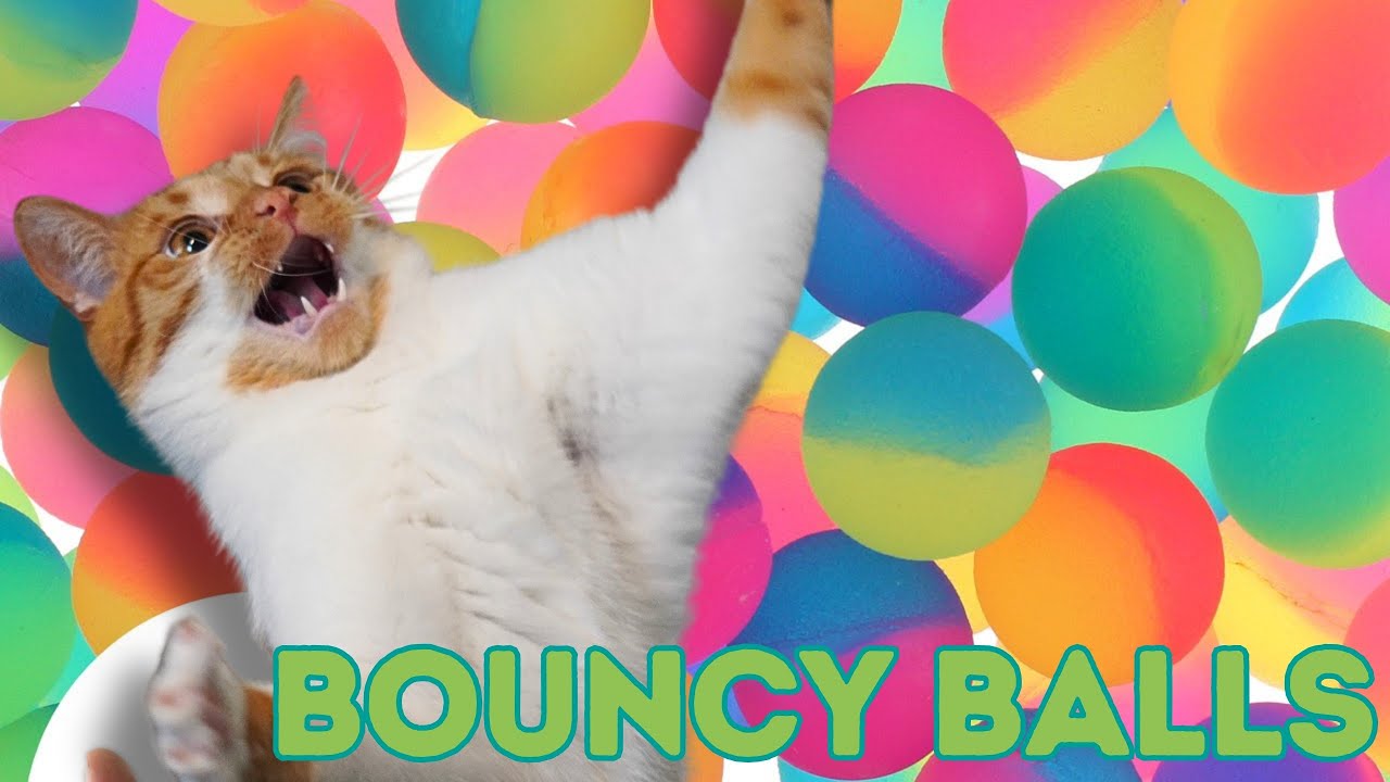 Bouncy Ball - CAT TOY TEST - YouTube