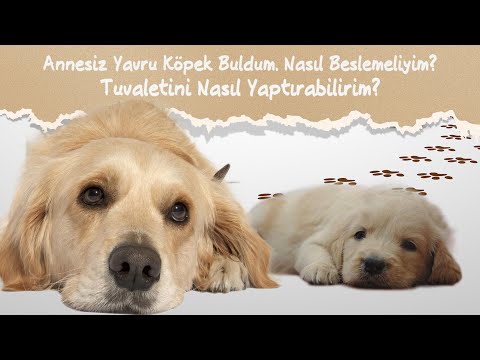 KÖPEK BAKIMI │ ANNESİZ YAVRU KÖPEK BULDUM, NASIL BESLERİM? TUVALETİNİ NASIL YAPTIRIRIM?