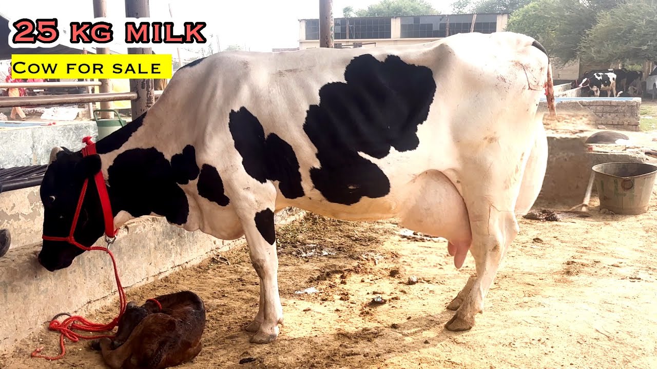 Rk dairy farm cross breed cow for sale milk 25 kg top quality cow any ...