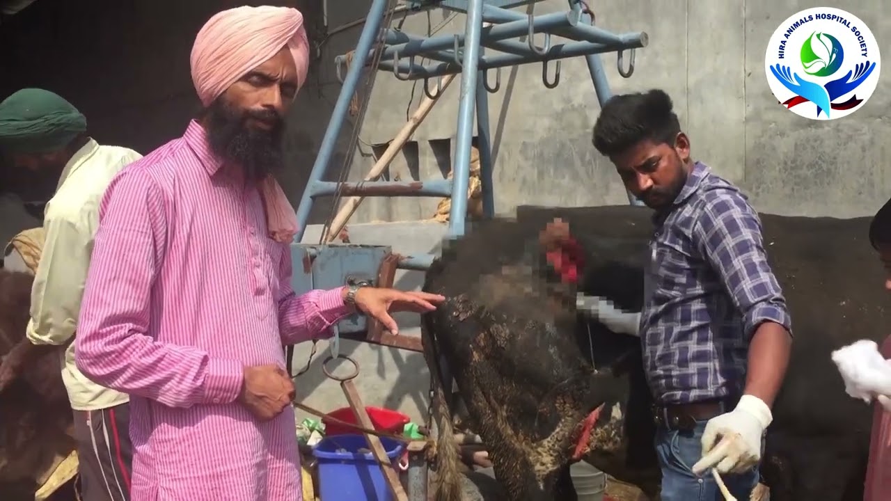 Baba Hira Animals Hospital #Rescue Cows #Save animals #humanity - YouTube